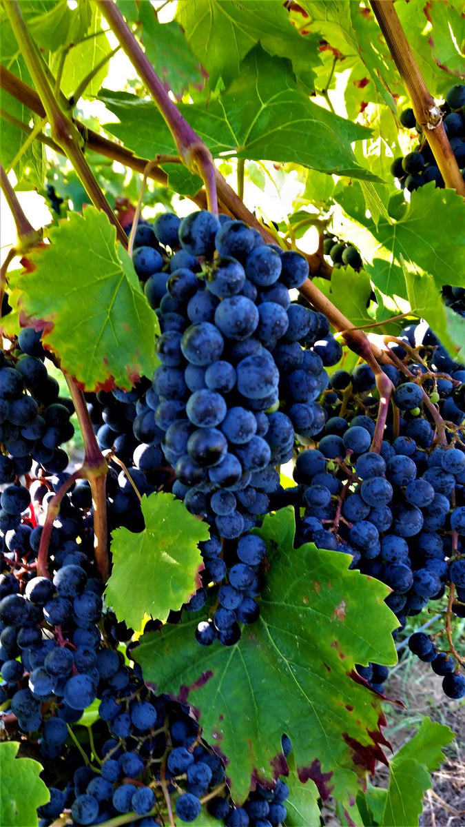 Rotwein – Weingut & Weinstube Borth